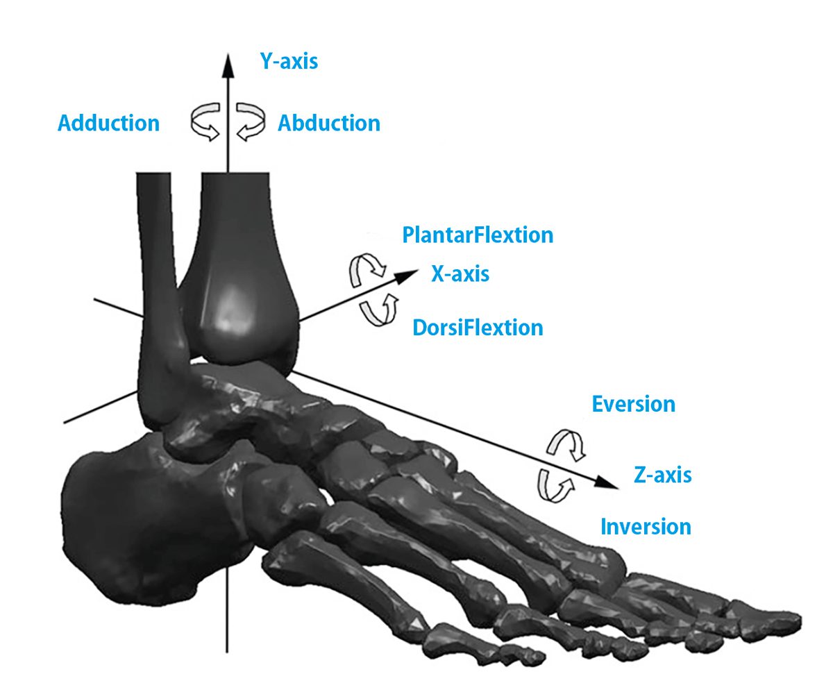 Fuß und Sprunggelenk